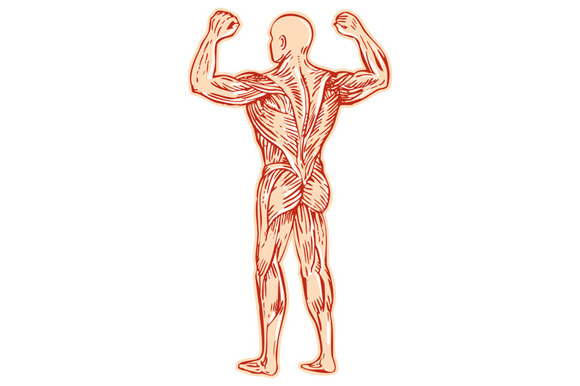 Free Downloadable Unlabeled Diagrams Of The Human Muscular System 