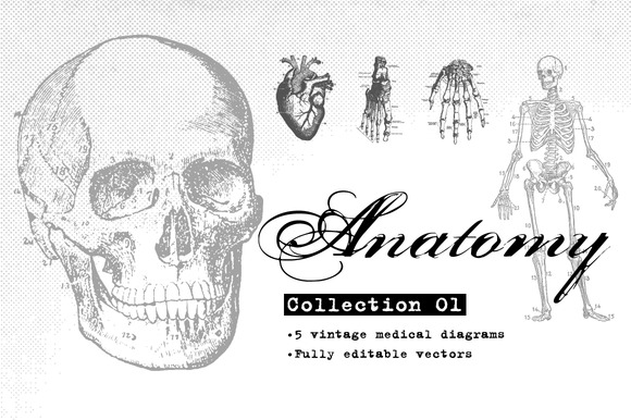 Anatomy Vector Collection 01 ~ Illustrations on Creative Market