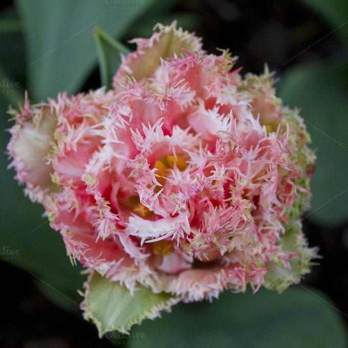 Ruffled Tulip ~ Nature Photos on Creative Market