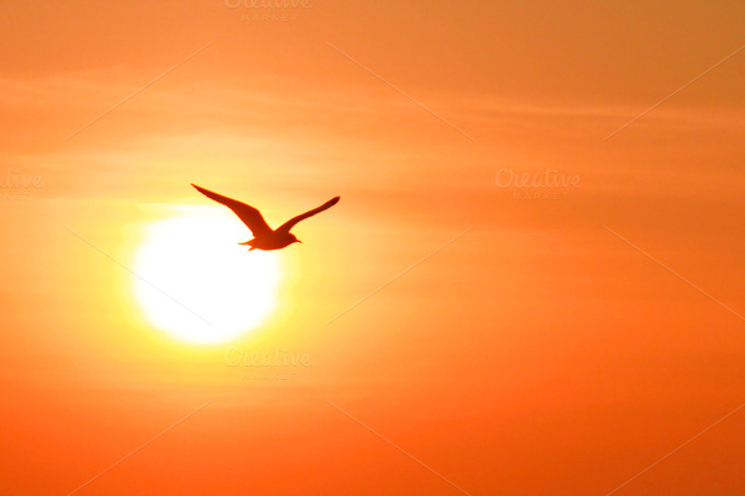 Seagull on sunset background ~ Animal Photos on Creative Market