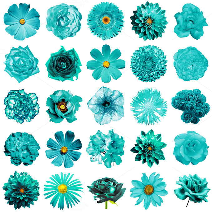 25 turquoise flowers isolated ~ Nature Photos on Creative Market