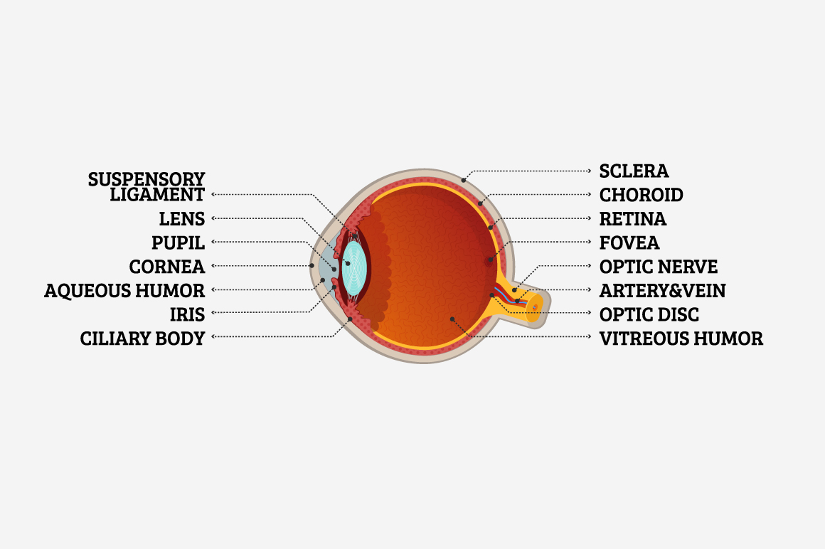 Human Eye Cross-Section ~ Illustrations on Creative Market