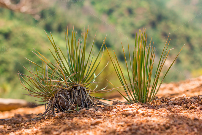 Small Spiky Ground Plants ~ Nature Photos on Creative Market
