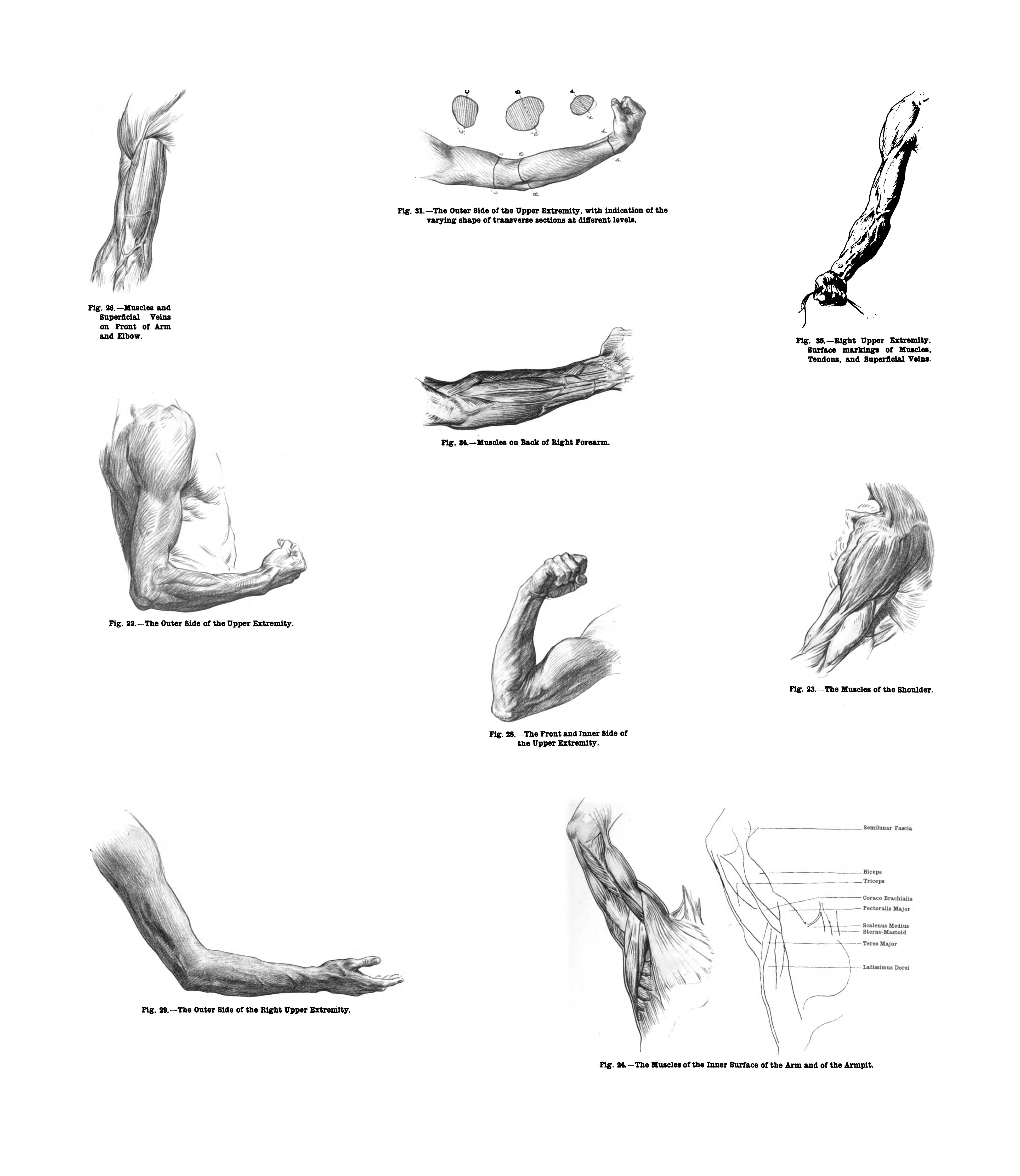 Human Anatomy Collection ~ Illustrations on Creative Market