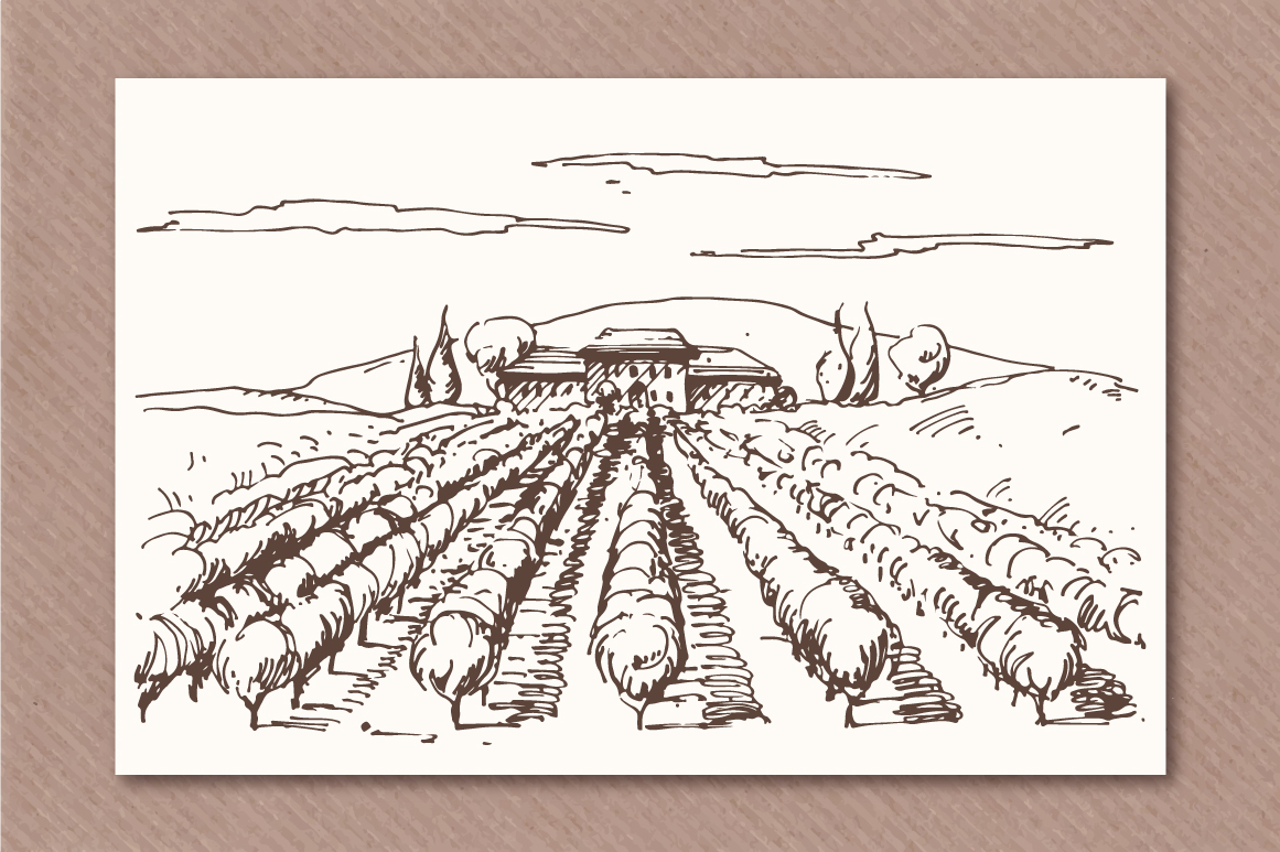 Hand drawn vineyards illustrations ~ Illustrations on Creative Market