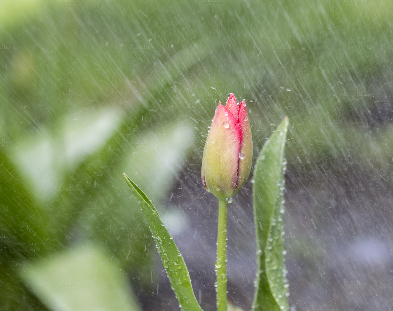 Heavy Spring Rain ~ Nature Photos on Creative Market