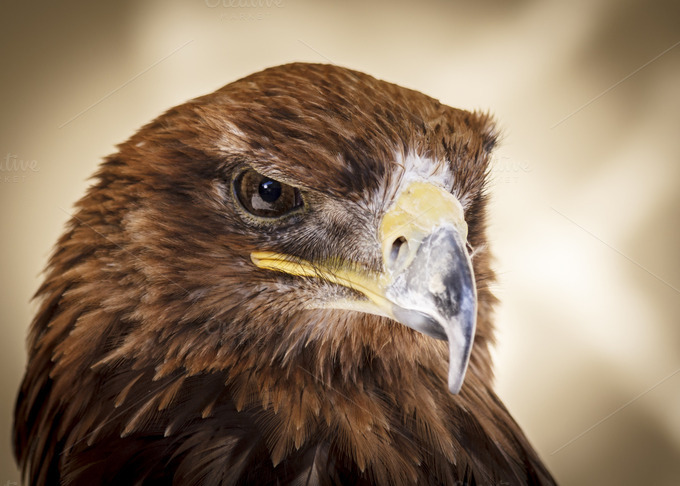 Killer Look of a Harris Hawk ~ Animal Photos on Creative Market