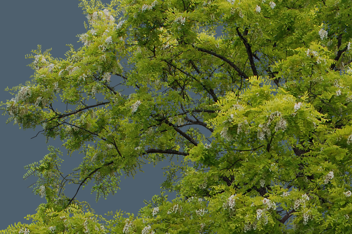 10 PSD Trees Collection 1 ~ Objects on Creative Market