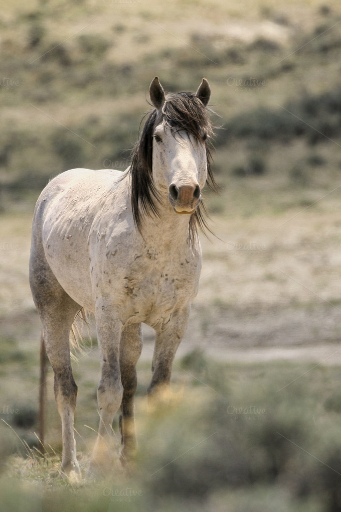 Wild Horse (Vertical-see full image) ~ Animal Photos on Creative Market