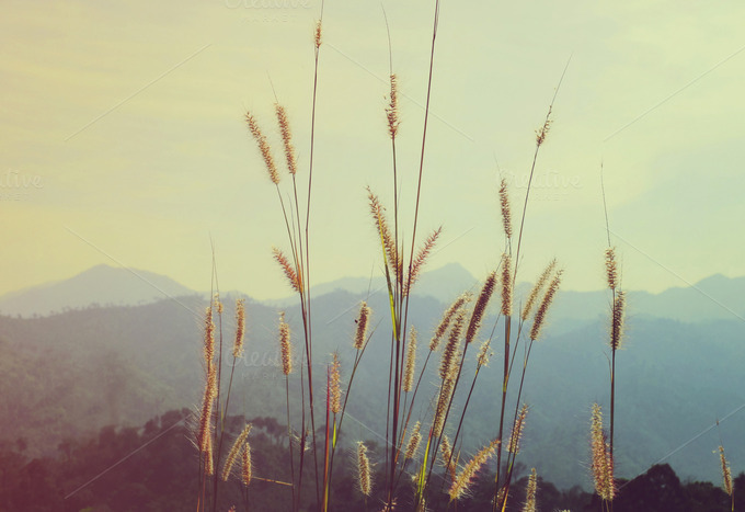 Close up of golden grass field ~ Nature Photos on Creative Market