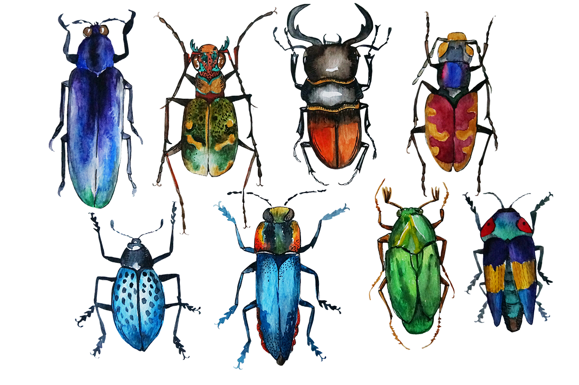 Watercolor bugs ~ Illustrations on Creative Market