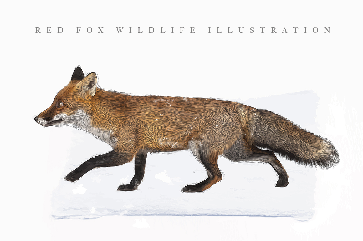 Realistic Red Fox Illustration ~ Illustrations on Creative Market