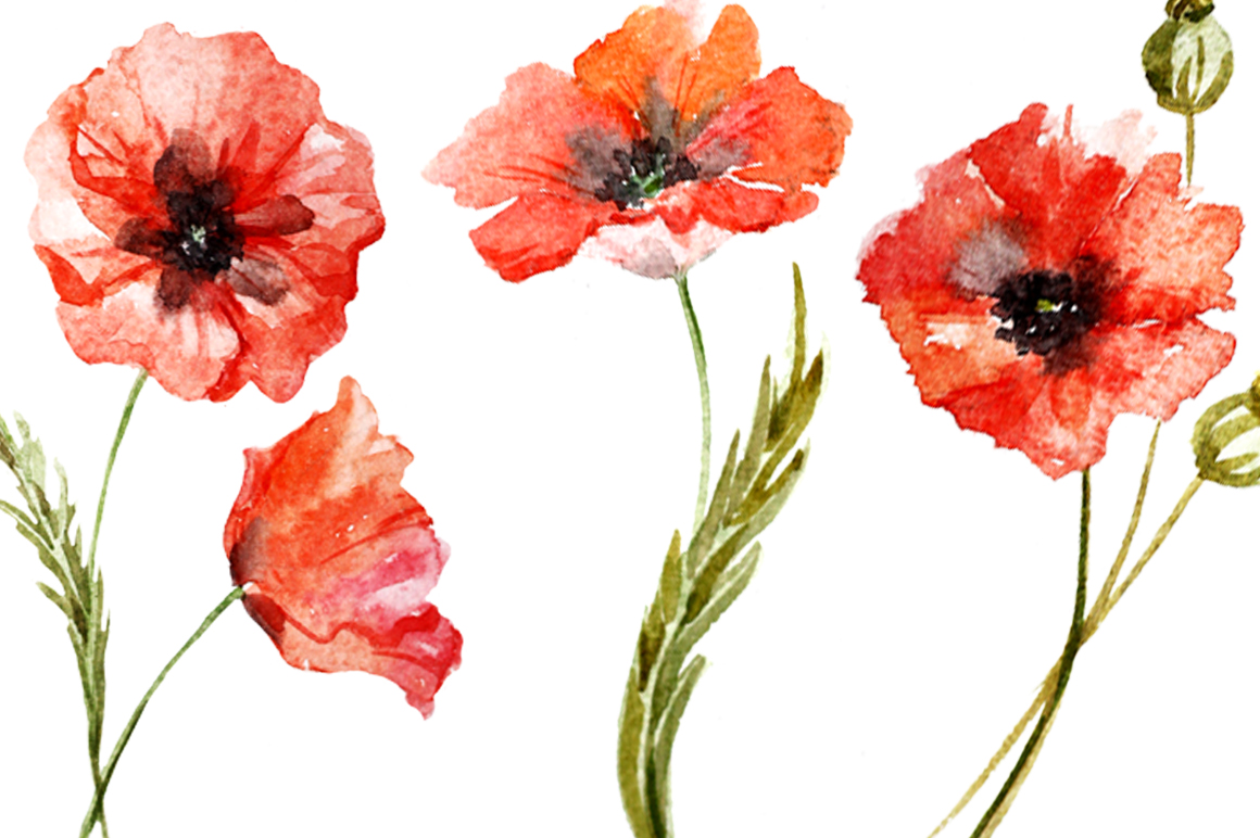 Watercolor Poppy Flower Set ~ Patterns On Creative Market