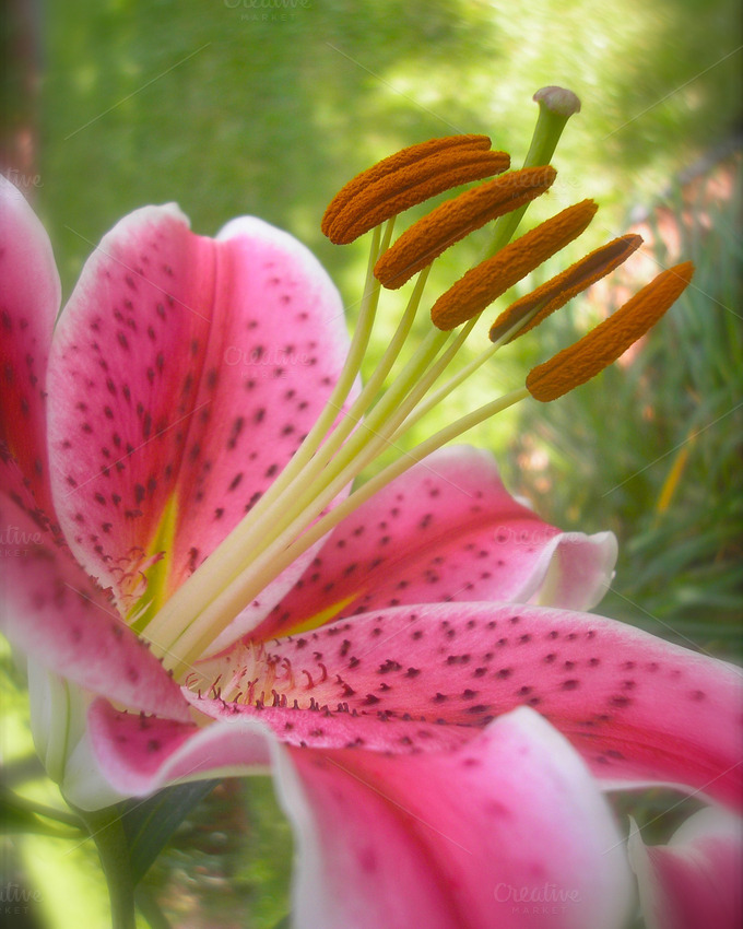 Pink Tiger Lily Botanical Photograph ~ Nature Photos on Creative Market