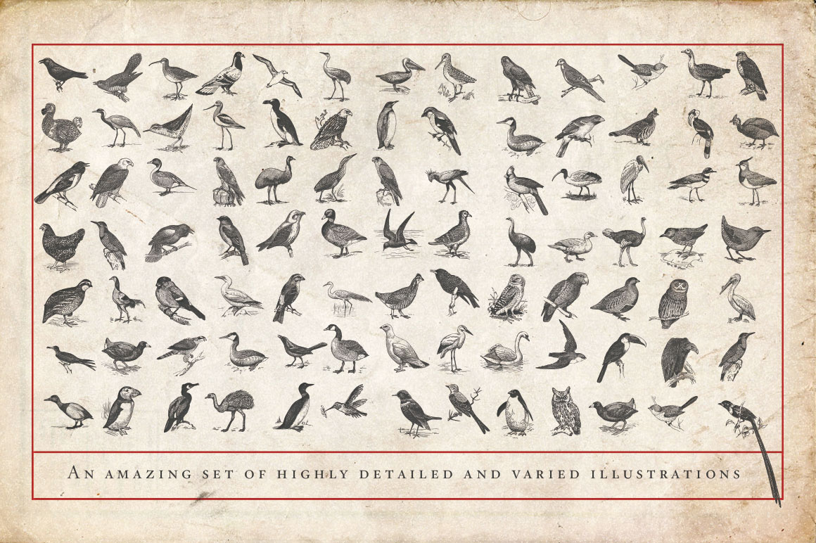 Ornithology Bird Illustrations ~ Illustrations on Creative Market