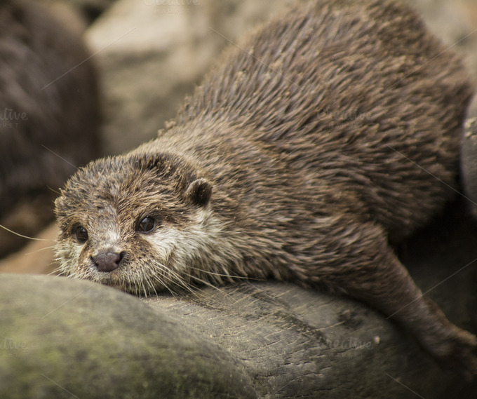 chilling otter ~ Animal Photos on Creative Market