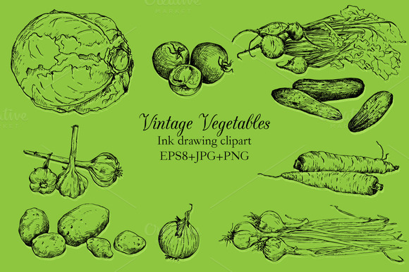 Vintage vegetables ~ Illustrations on Creative Market