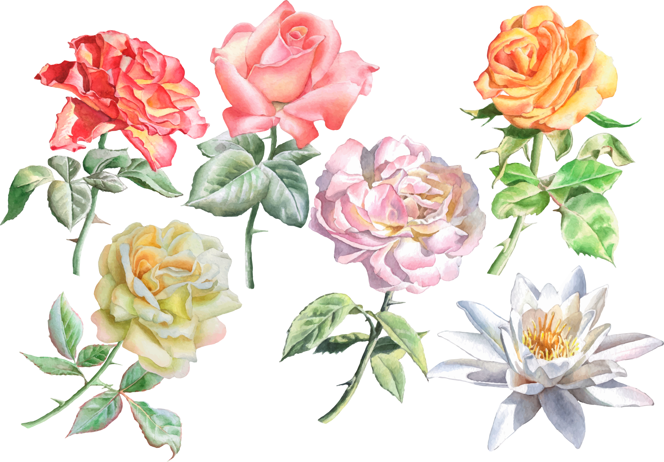 Watercolor roses. Hand drawing. ~ Objects on Creative Market