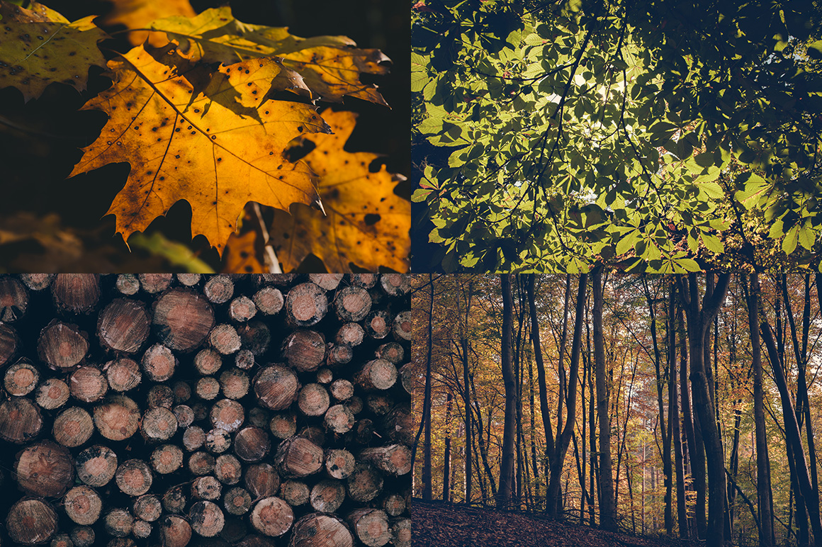 IN THE FOREST (12 Premium Photos) ~ Web Elements on Creative Market