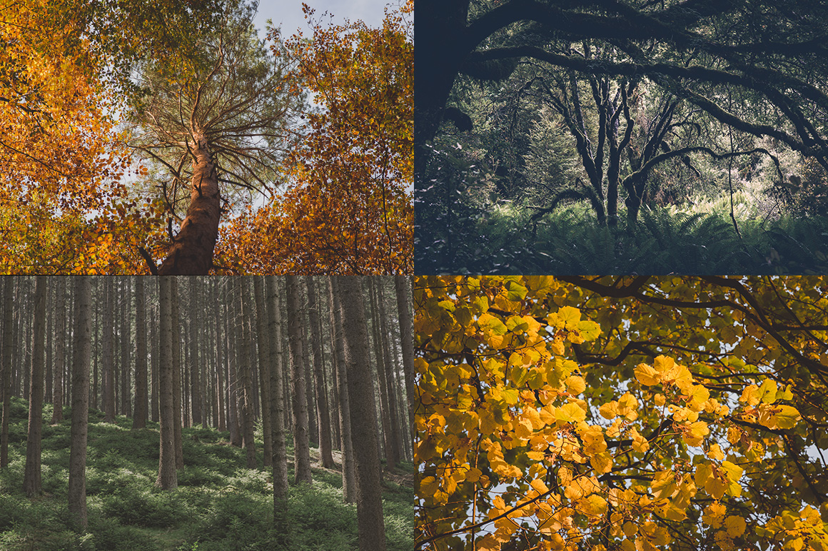 IN THE FOREST (12 Premium Photos) ~ Web Elements on Creative Market