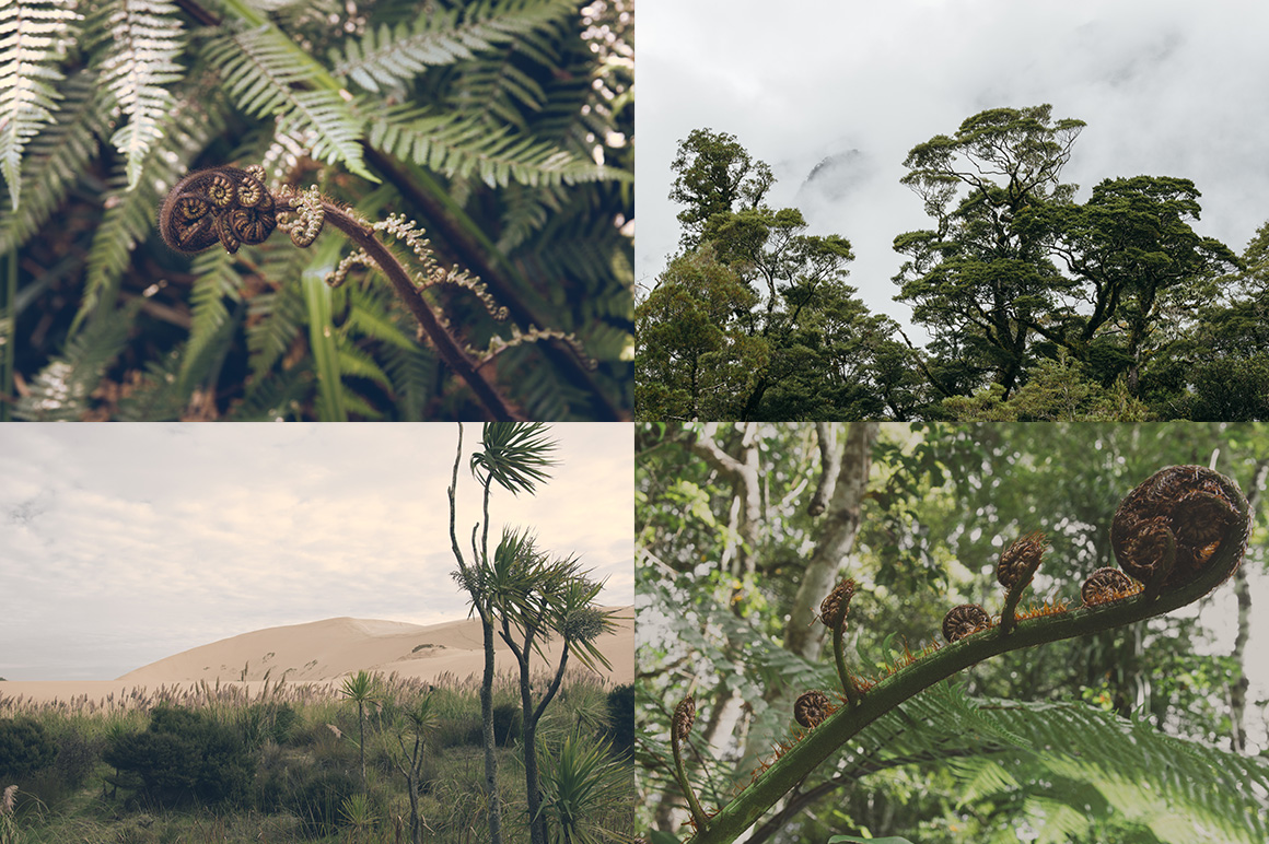 EXOTIC FLORA (12 Premium Photos) ~ Web Elements on Creative Market