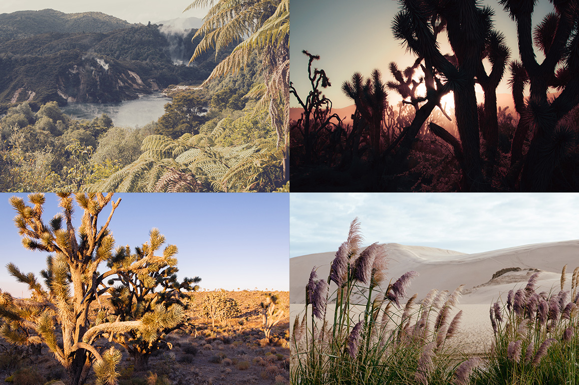 EXOTIC FLORA (12 Premium Photos) ~ Web Elements on Creative Market