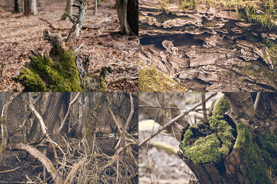 SPRING FOREST (12 Premium Photos) ~ Web Elements on Creative Market