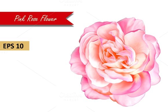 Beautiful Pink Rose. Vector ~ Objects on Creative Market