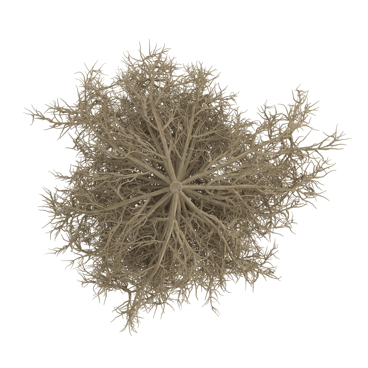 Tumbleweed ~ Nature on Creative Market