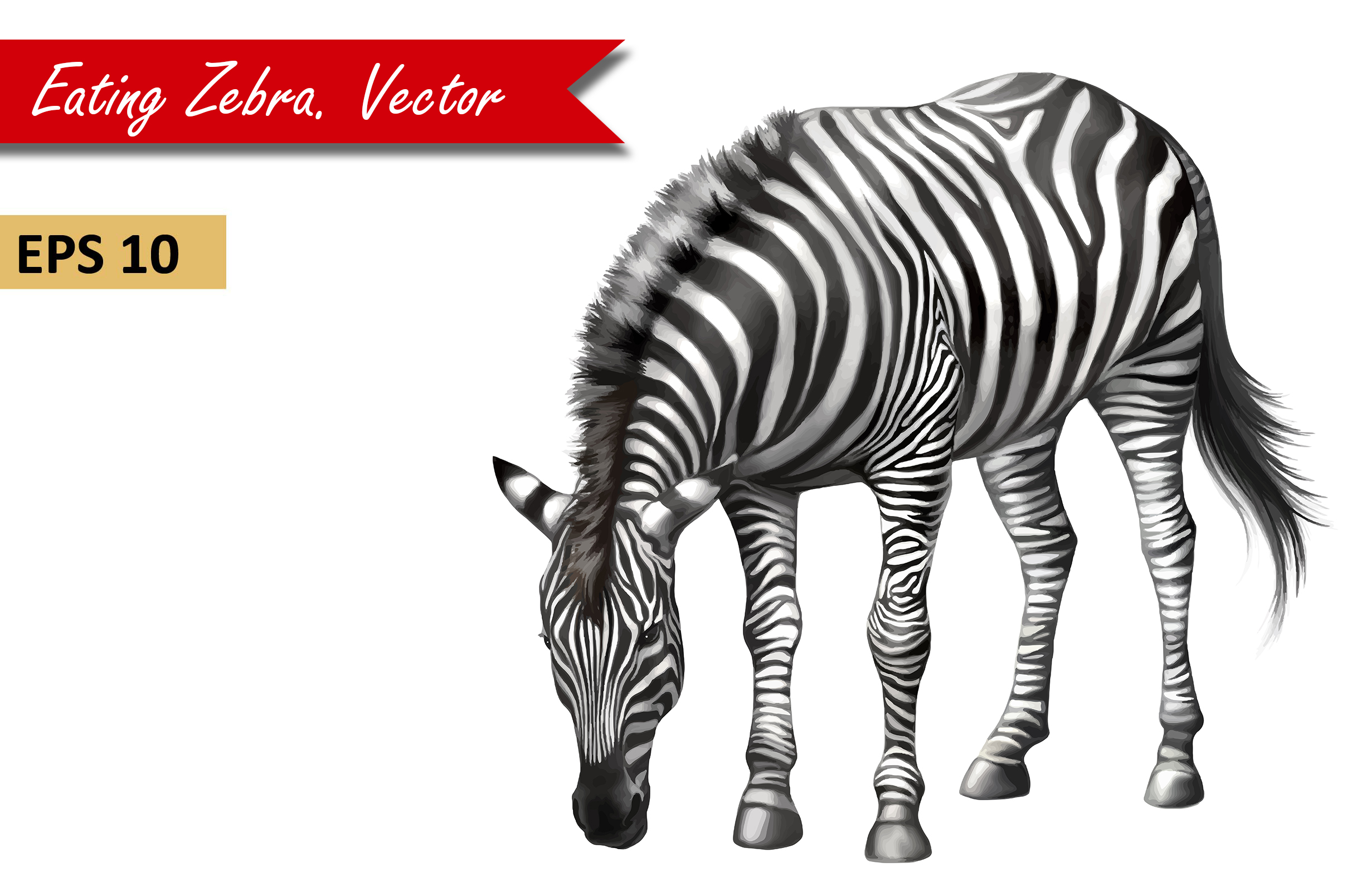 Zebra Eating Grass. Vector ~ Illustrations on Creative Market