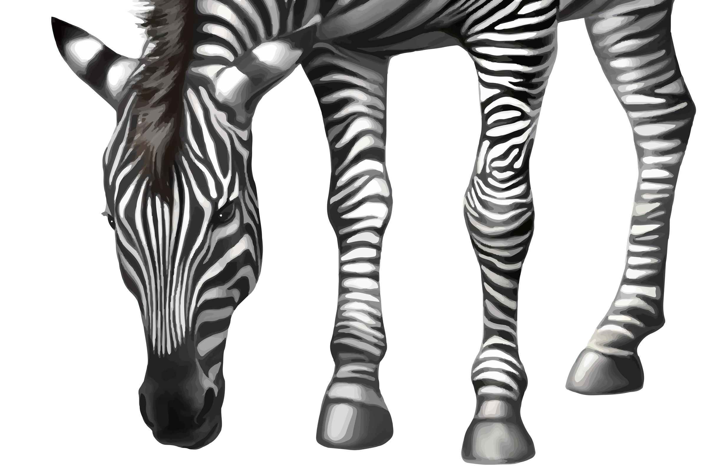 Zebra Eating Grass. Vector ~ Illustrations on Creative Market