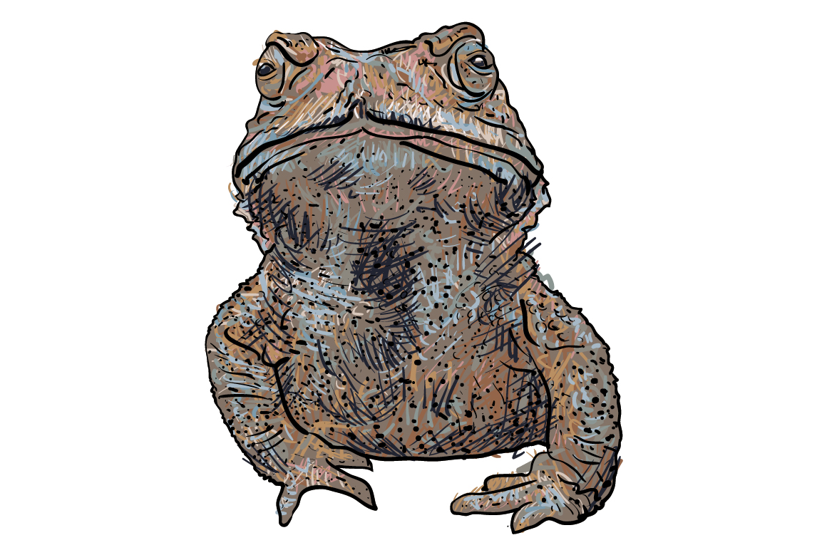 Vector of toad isolate on white back ~ Illustrations on Creative Market