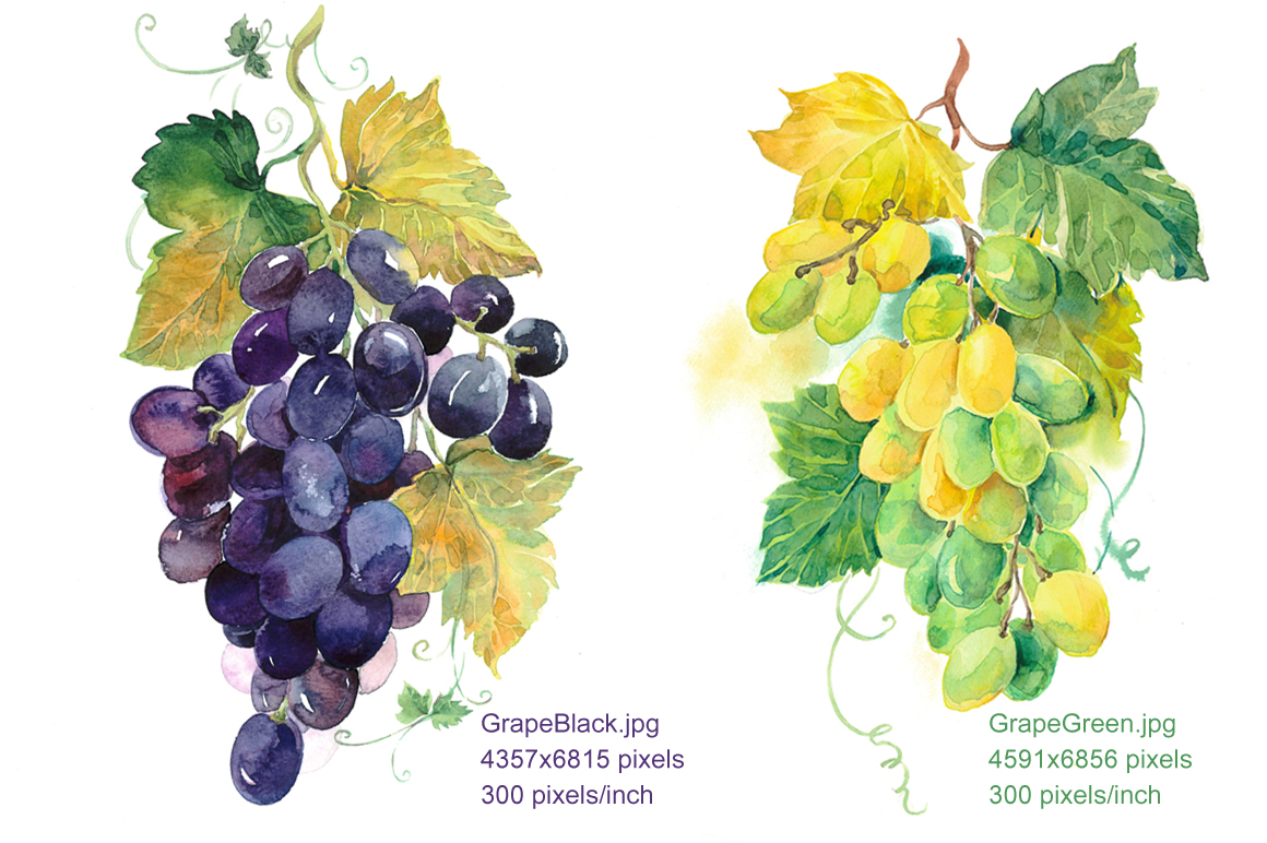 Set Watercolor "Grapes" ~ Illustrations on Creative Market