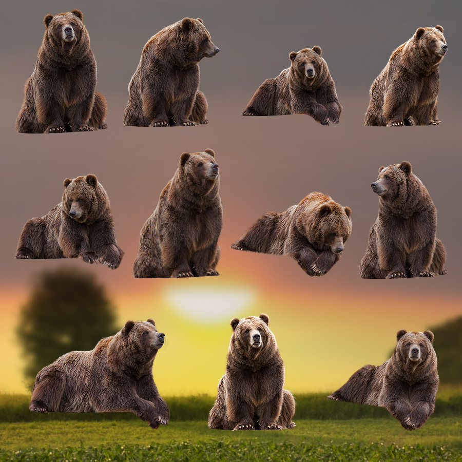 bear-all-preview-o.jpg?1446571571