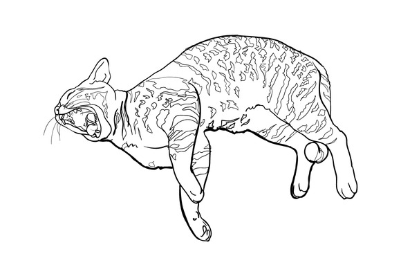 Yawning cat ~ Illustrations on Creative Market